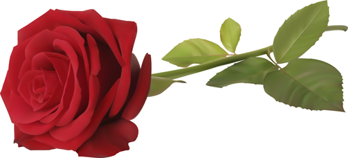 Red Rose Illustration Vector 05 Vector Flower Free Download