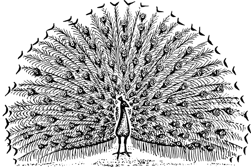 Peacock Feathers in Elegant Patterns PNG free download