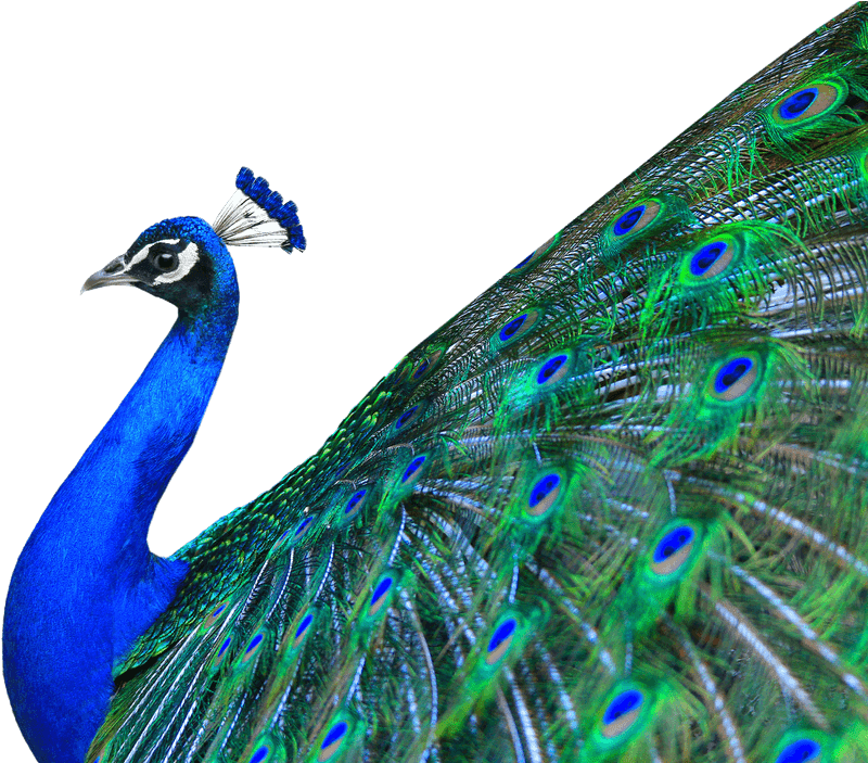 Majestic Peacock Displaying Vibrant Feathers PNG free download