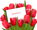 Set of Color Tulips Cards design vector 01 free download