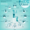 Water in human body infographic vector 03 free download