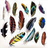 Various dird feathers set vector 01 free download