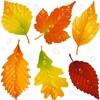 Autumn leaves with water drop vector free download