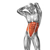 Abdominal muscles and external oblique schematic free download