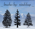 Pine Tree photoshop brushes free download