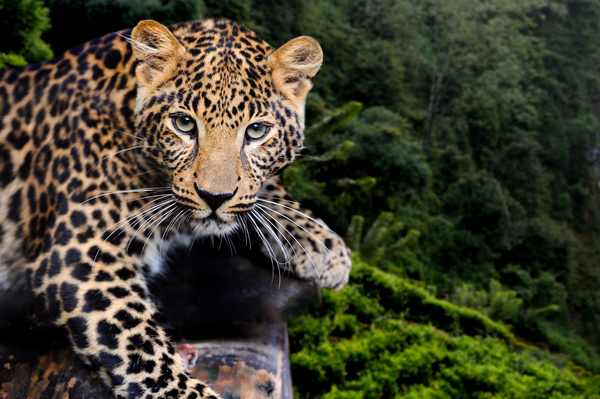 Jungle leopard Stock Photo - Animal stock photo free download