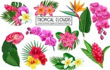 Tropical flower illustration vector material free download
