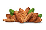 Vector almond illustration free download
