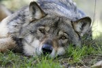 Stock Photo Fierce wild wolf 02 free download