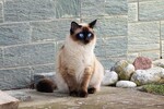 Short-haired Siamese cat Stock Photo 03 free download