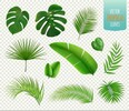 Plant leaf vector free download