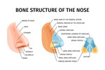 Nose bone structure anatomy illustration vector free download